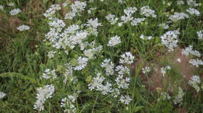 How to Plant, Grow, and Care for Orlaya