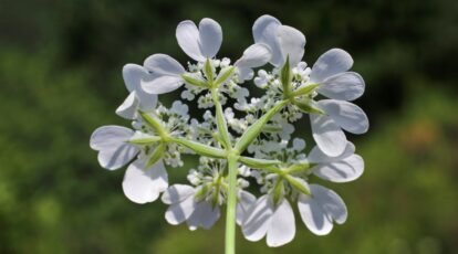 How to Plant, Grow, and Care for Orlaya