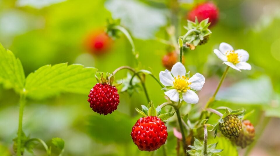 How to Plant, Grow, and Care For Wild Strawberry
