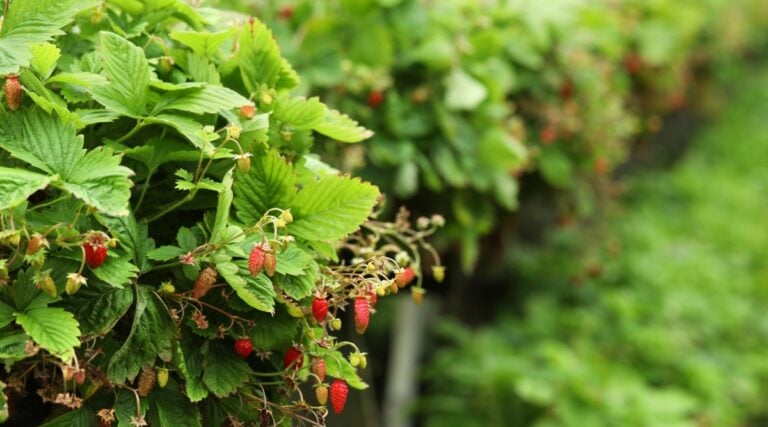 How to Plant, Grow, and Care For Wild Strawberry