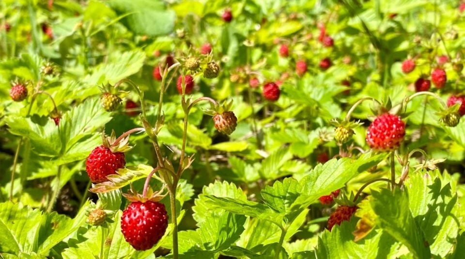 How to Plant, Grow, and Care For Wild Strawberry