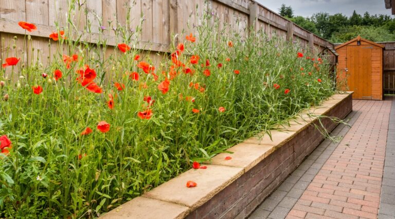 How to Plant & Grow a Wildflower Garden from Seed