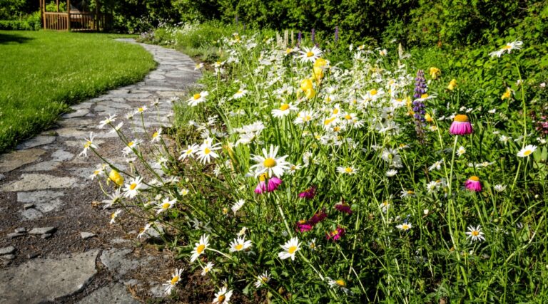 How to Plant & Grow a Wildflower Garden from Seed