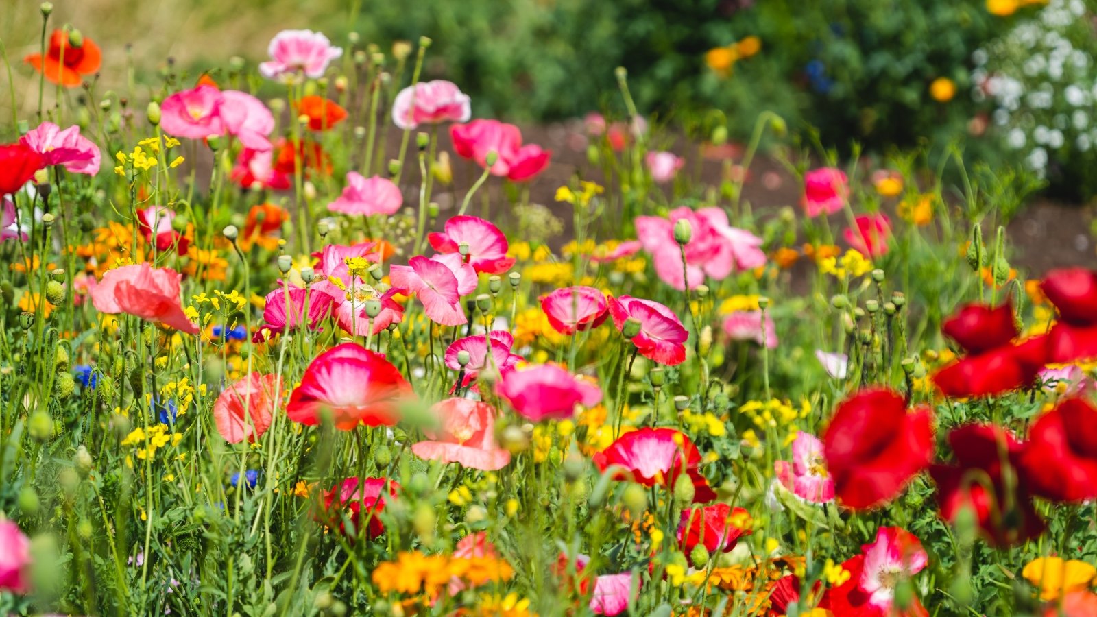 31 Spring Wildflowers You Can Grow From Seed