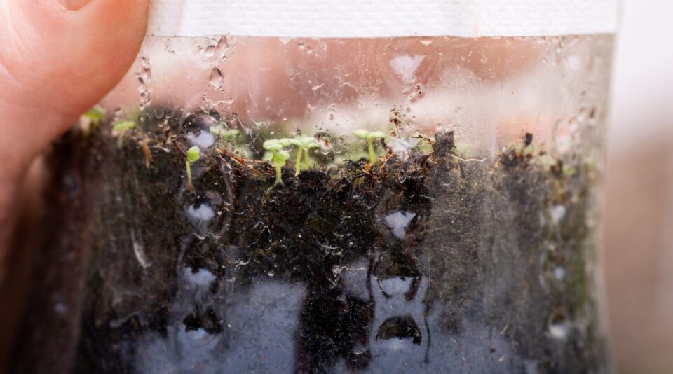 How to Plant, Grow, and Care for Orlaya