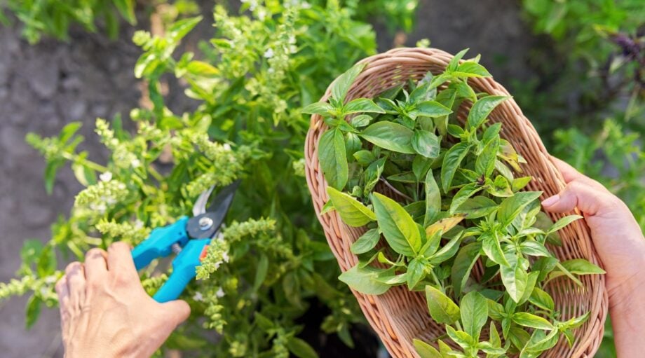 How to Harvest and Dry Fresh Herbs from the Garden