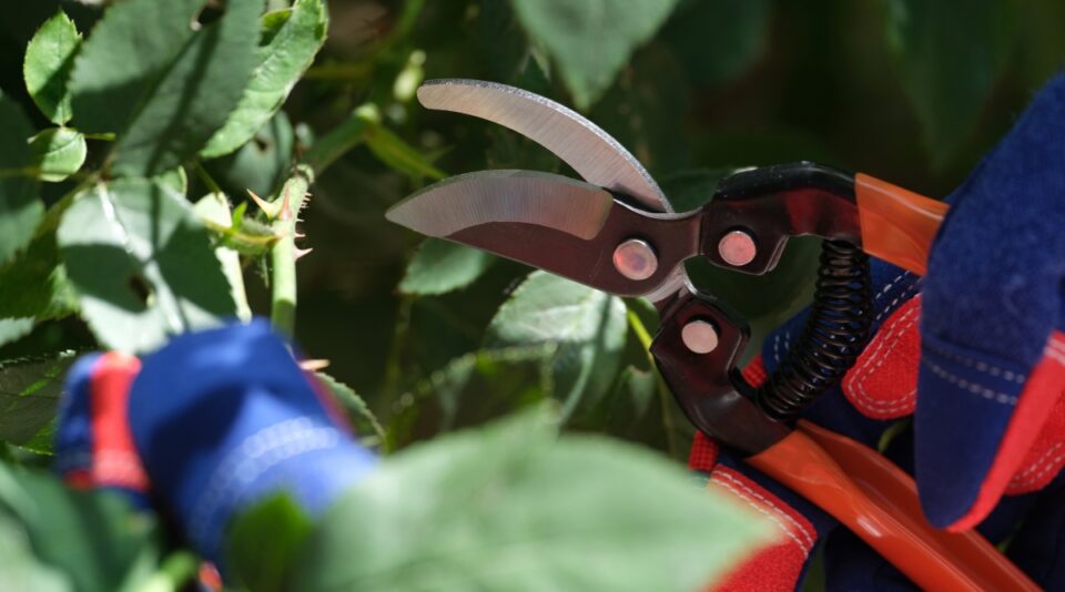 What is the Chelsea Chop? Tips for Perennial Pruning