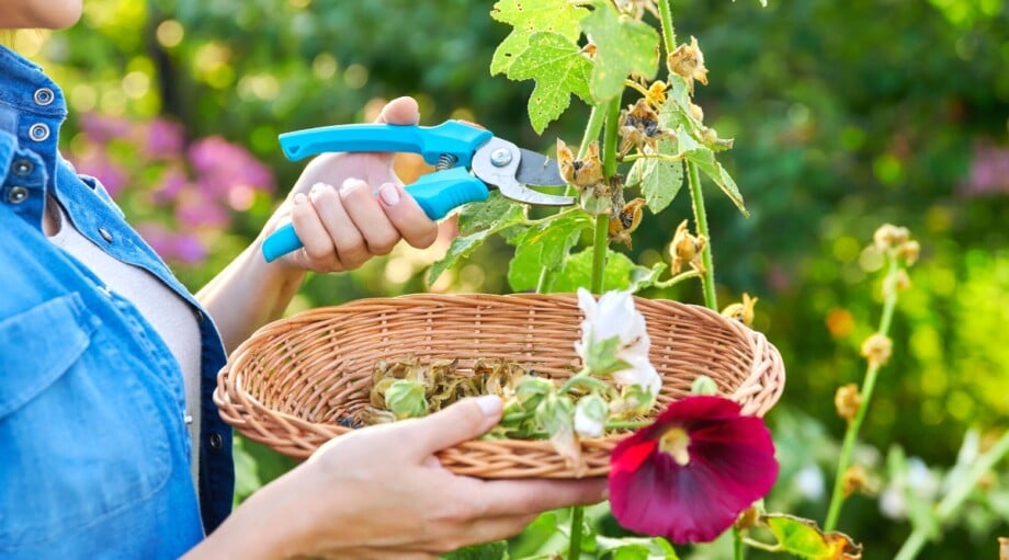 Seed-Starting on a Budget: 7 Expert Tips