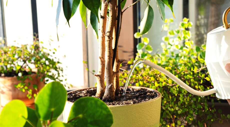 29 Beginner Tips for Growing Plants in Pots and Containers