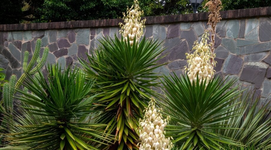 31 Best Yucca Varieties for Your Drought-Tolerant Garden