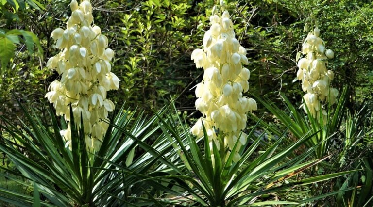 31 Best Yucca Varieties for Your Drought-Tolerant Garden