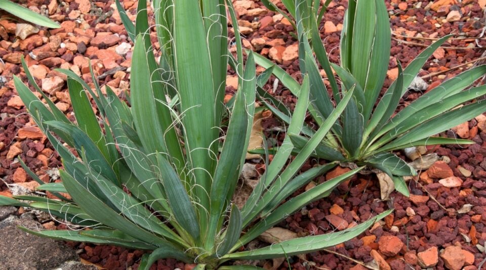31 Best Yucca Varieties for Your Drought-Tolerant Garden