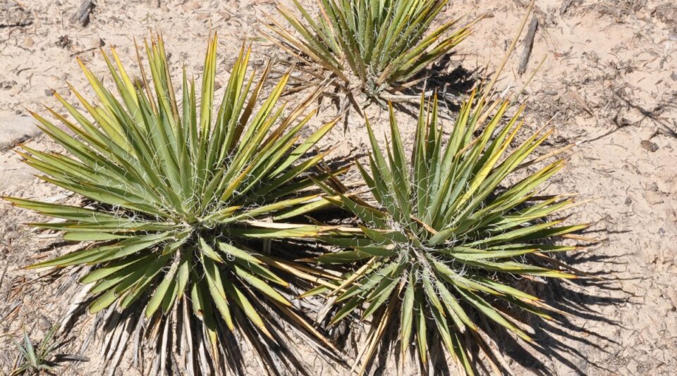 31 Best Yucca Varieties for Your Drought-Tolerant Garden