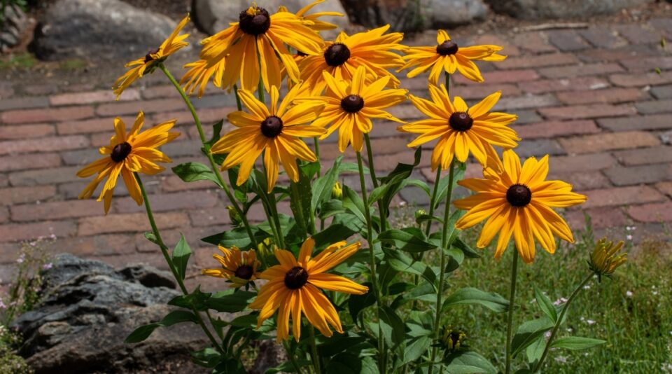 21 Cold-Hardy Wildflowers for Gardeners in Cold Climates