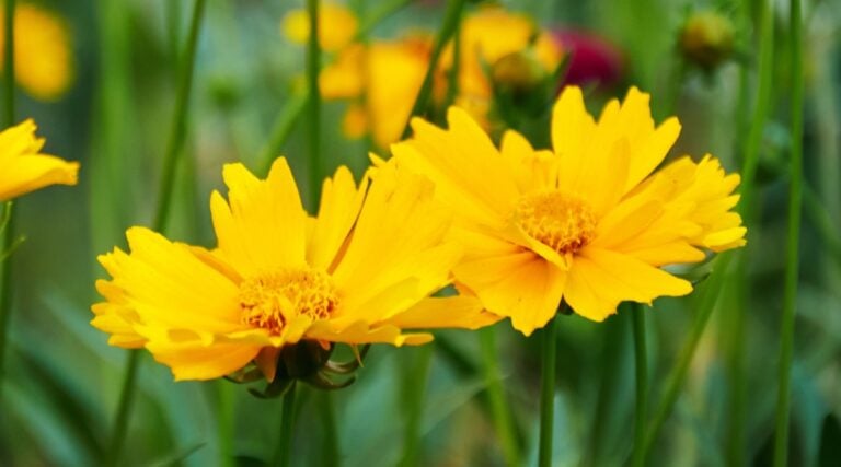 25 Easy-to-Grow Wildflowers for Your Garden