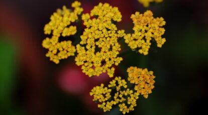 15 Beautiful Yarrow Varieties for Your Garden