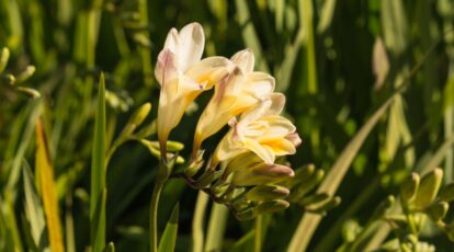 How to Plant, Grow, and Care for Freesia Flowers - Epic Gardening