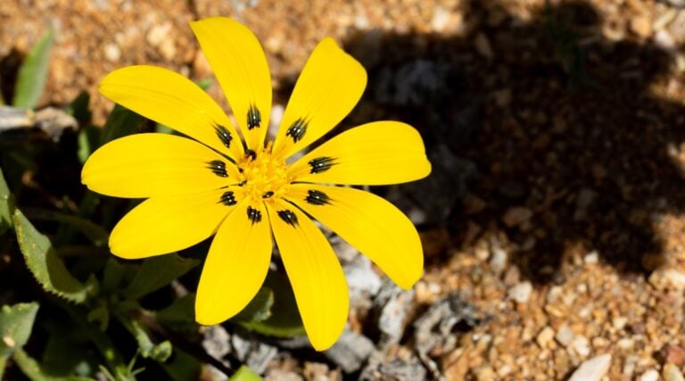 When's the Best Time to Plant Wildflowers from Seed?