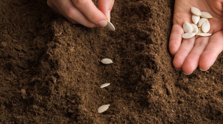21 Easy to Start Seeds for Beginner Gardeners