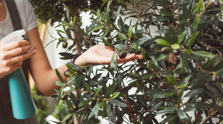 How to Grow, Plant, and Care For Indoor Olive Trees
