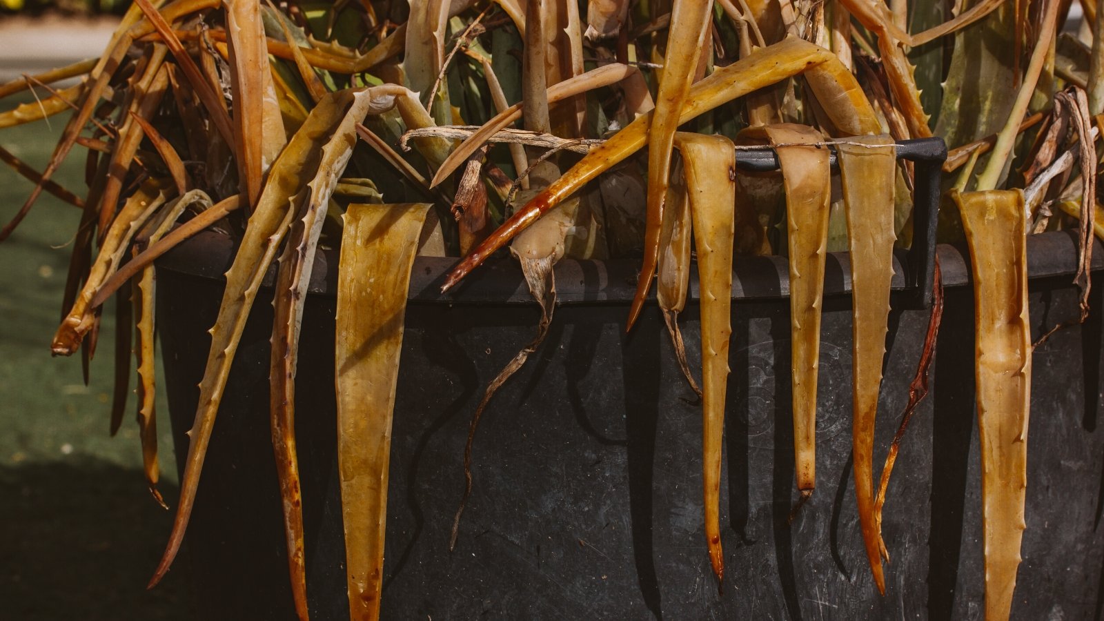 6 Reasons Your Aloe is Turning Black and Dying