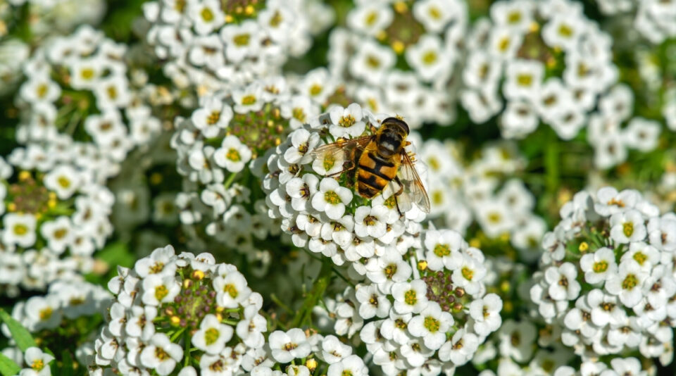 How to Plant, Grow, and Care for 'Tiny Tim' Sweet Alyssum