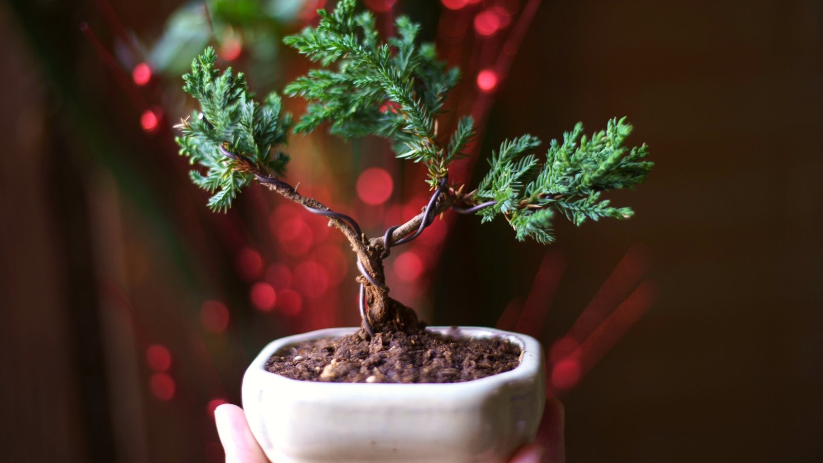 Baby Juniper Bonsai Tree Amazon.com: Live Dwarf Juniper Bonsai Tree