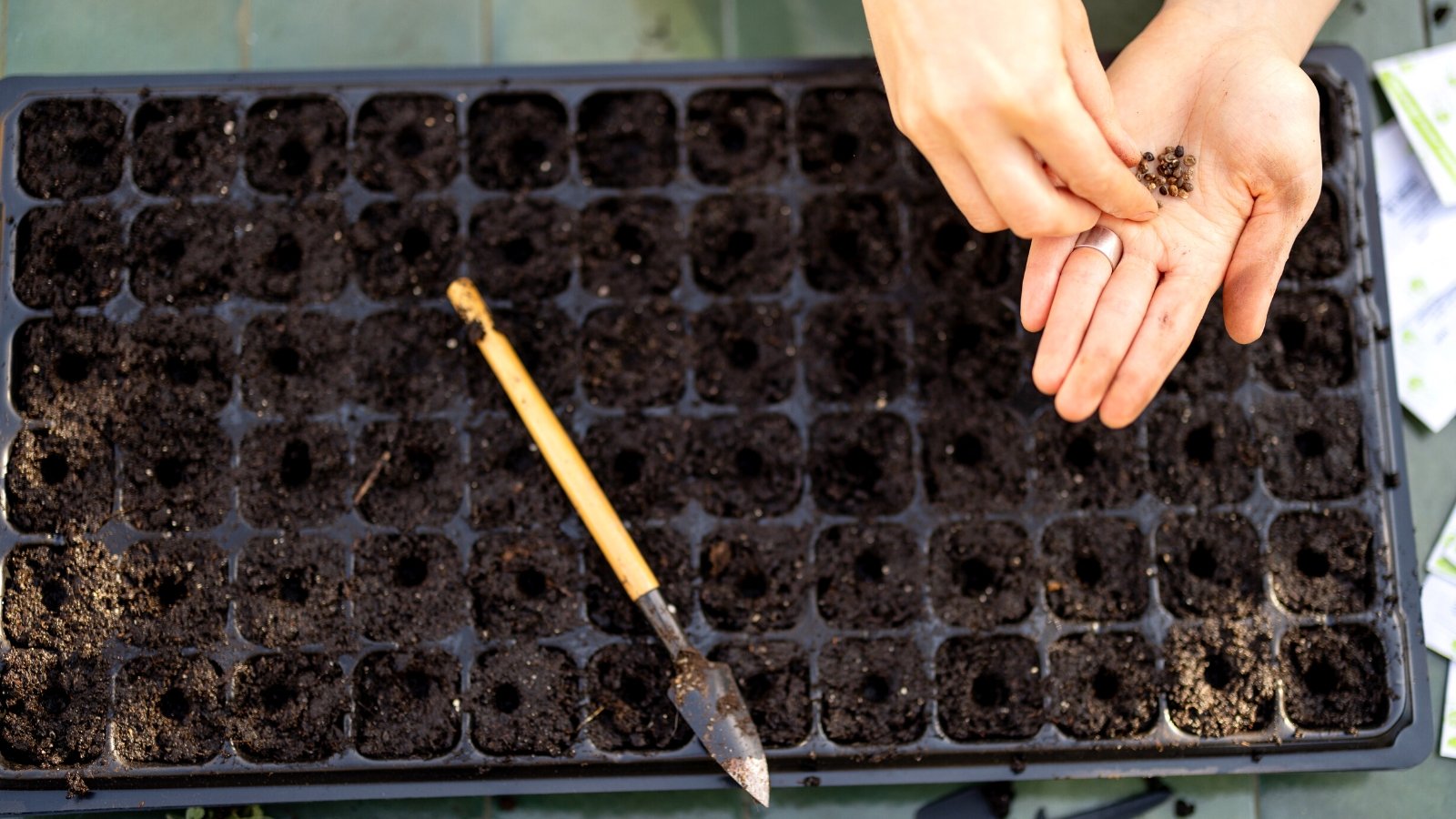 How to Sow Seeds in Cell Trays