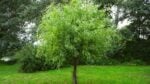 How to Plant, Grow, and Care For Corkscrew (Curly) Willow