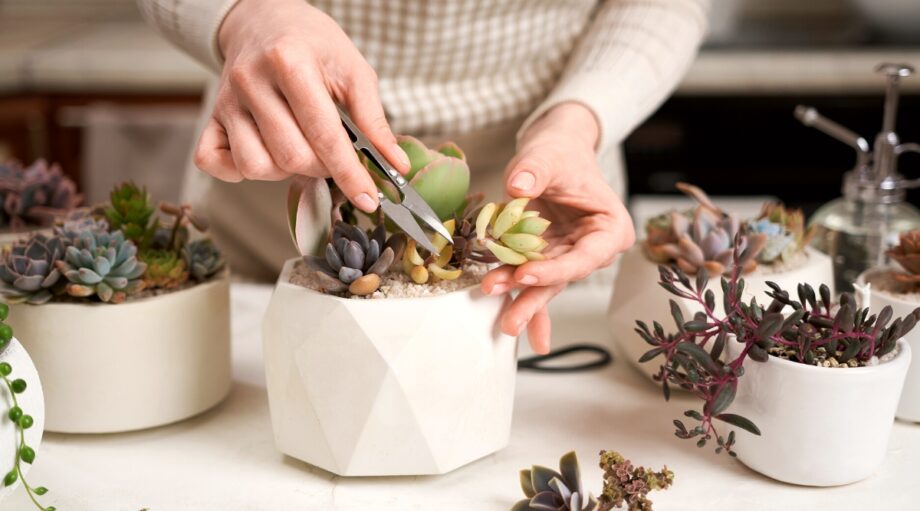 How to Divide Succulents in 6 Easy Steps