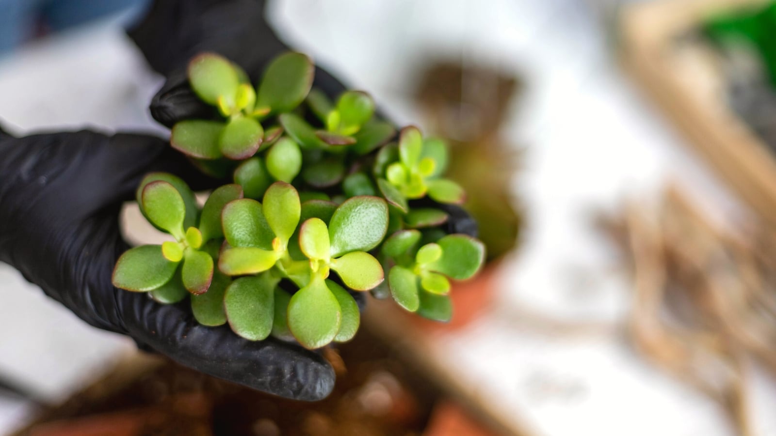 How to Divide Succulents in 6 Easy Steps