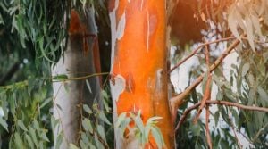 How to Plant, Grow, and Care for Eucalyptus