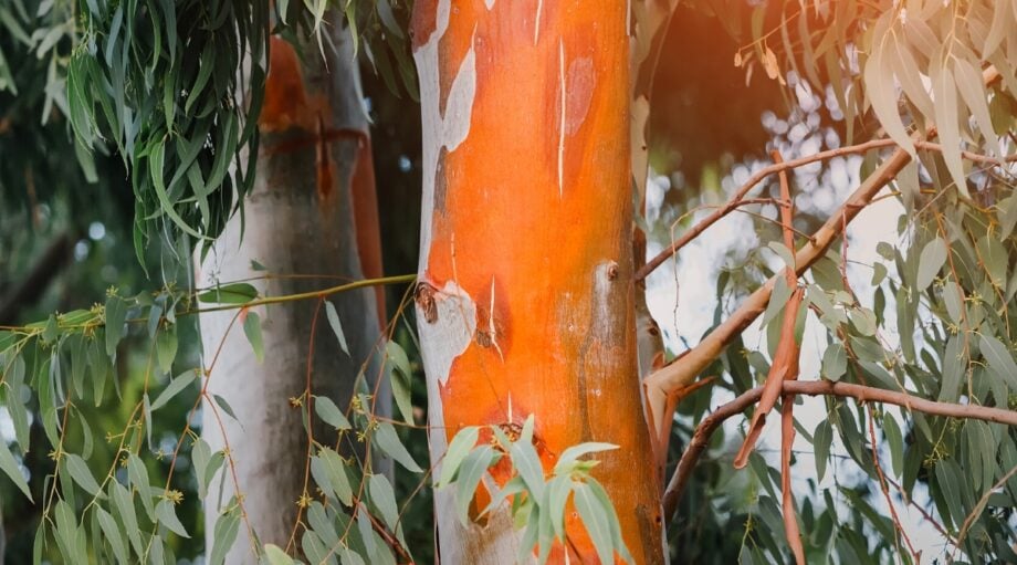 How to Plant, Grow, and Care for Eucalyptus