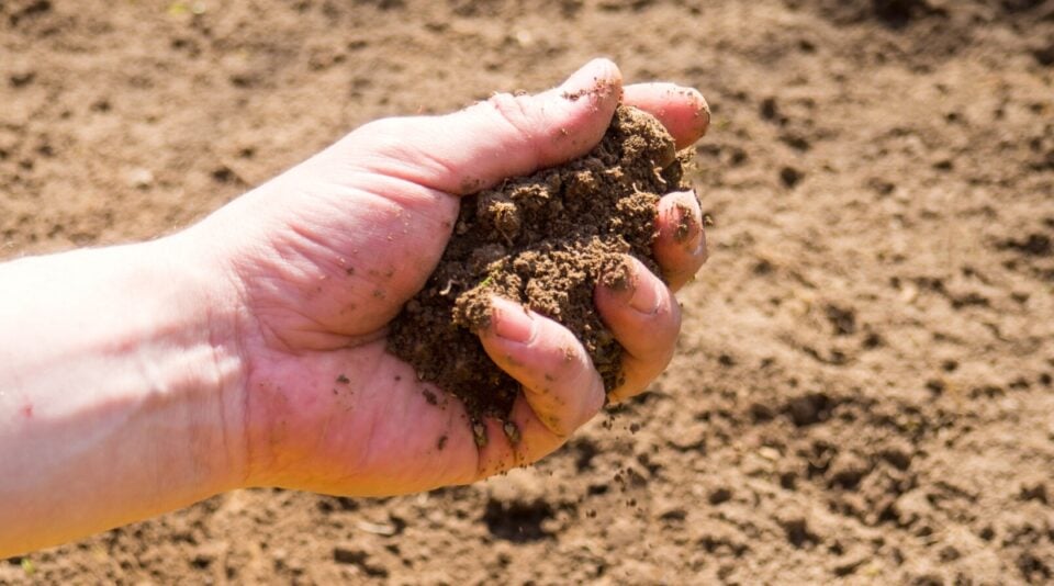 How to Identify Your Soil Type: Sand, Clay, Loam, and Silt Soils