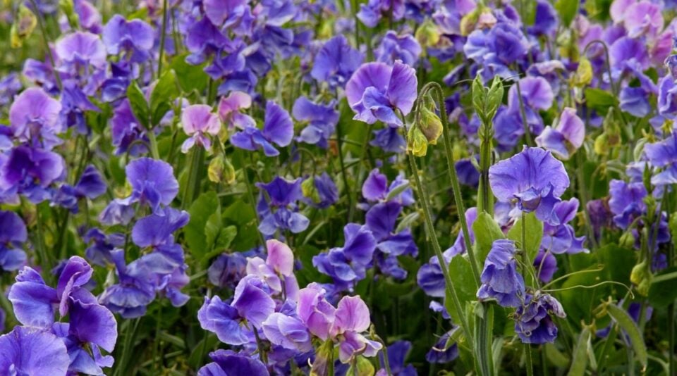 How to Plant, Grow, and Care for ‘My Navy’ Sweet Peas