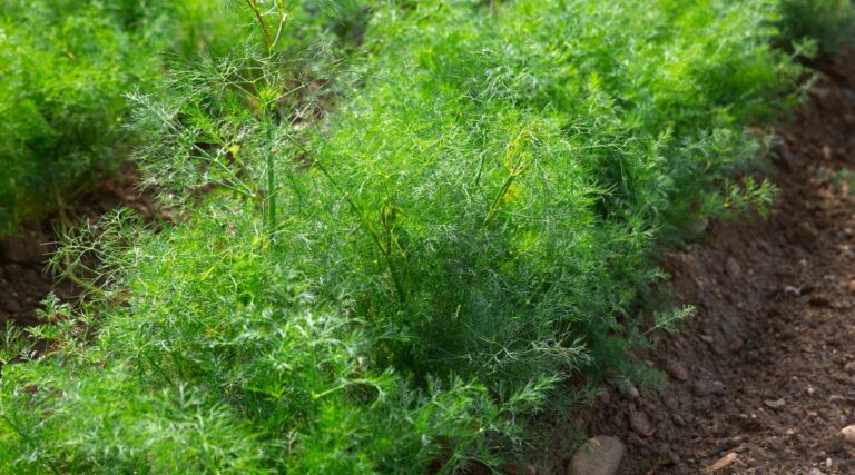 How to Winter Sow Seeds in a Milk Jug