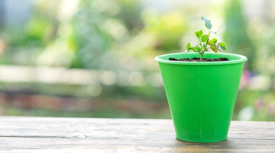 Can you Grow Roses from Seed?