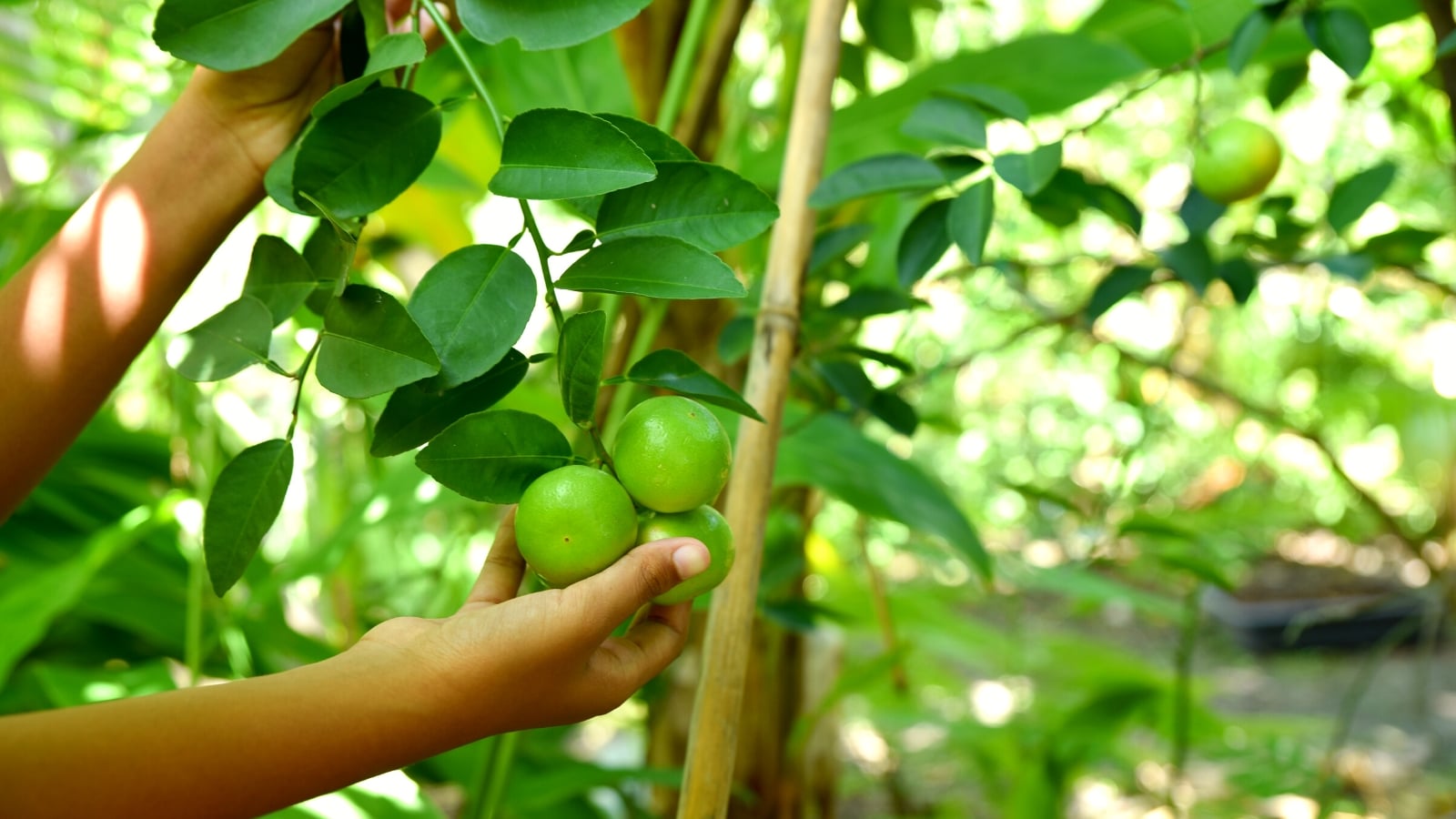 What Growing Zones Are in Florida?