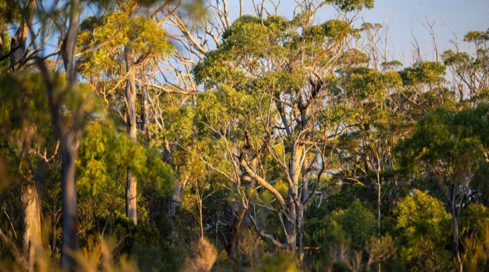 How to Plant, Grow, and Care for Eucalyptus