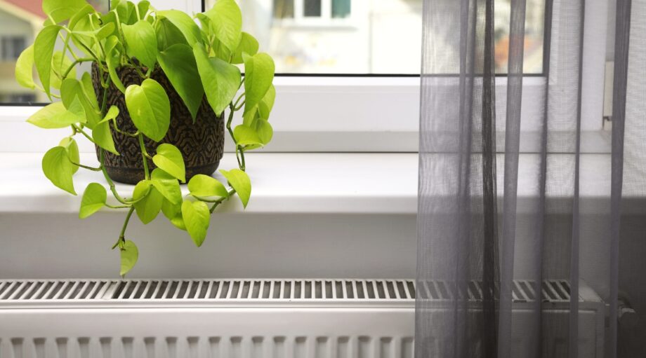 10 Winter Houseplant Tips: Keep Indoor Plants Healthy in Winter