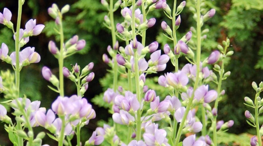 15 Beautiful Varieties of Baptisia for Your Garden