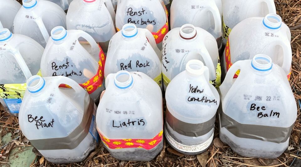 How to Winter Sow Seeds in a Milk Jug