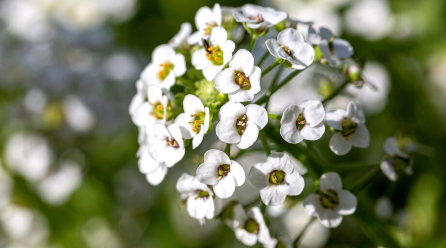 How to Plant, Grow, and Care for 'Tiny Tim' Sweet Alyssum