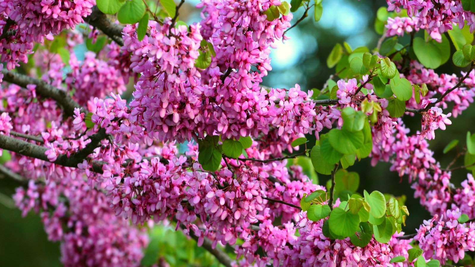 21 North American Native Flowering Trees