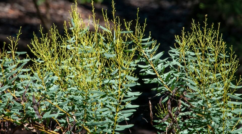 How to Plant, Grow, and Care for Eucalyptus