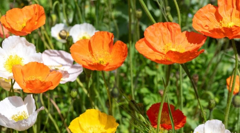 How To Plant Grow And Care For Iceland Poppies