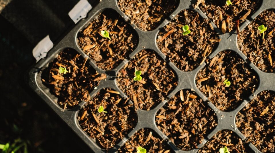 How to Sow Seeds in Cell Trays