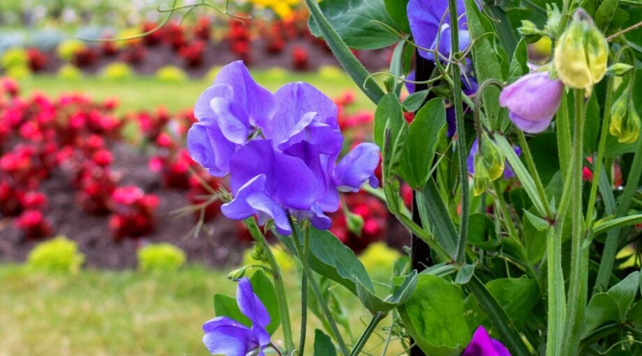 How to Plant, Grow, and Care for ‘My Navy’ Sweet Peas