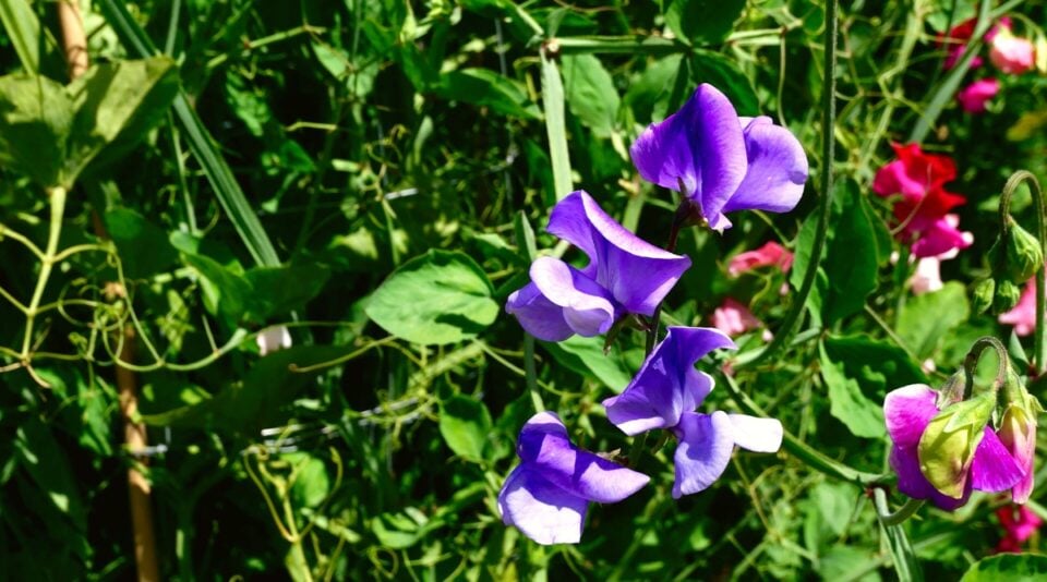 How to Plant, Grow, and Care for ‘My Navy’ Sweet Peas