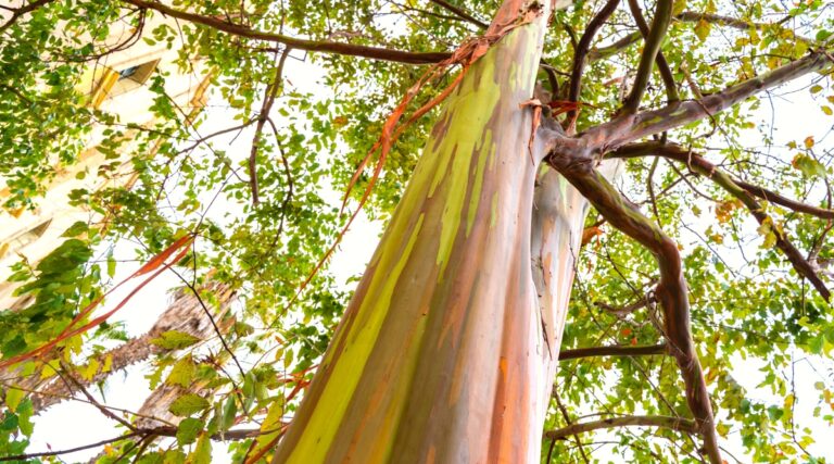 How to Plant, Grow, and Care for Eucalyptus
